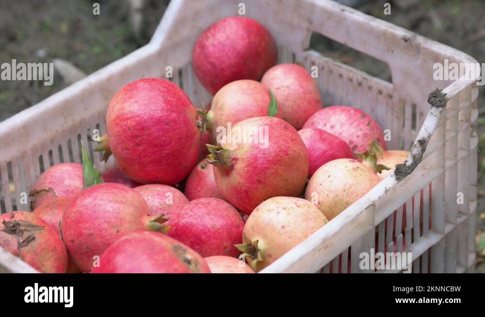 Tropical fruits harvesting Stock Videos & Footage - HD and 4K Video ...