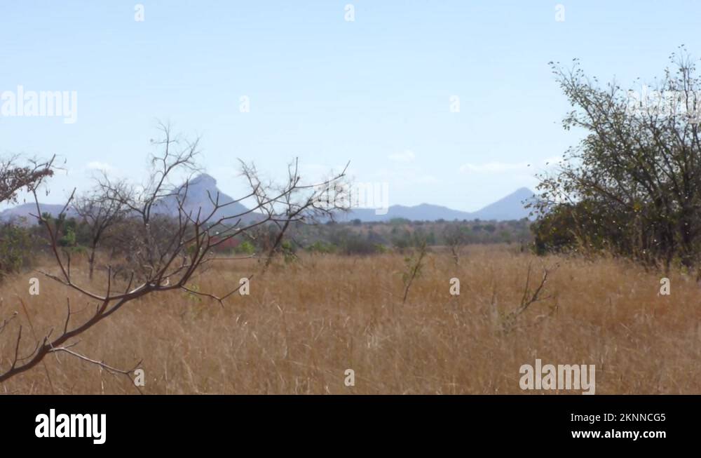 Veld Stock Videos & Footage - HD and 4K Video Clips - Alamy