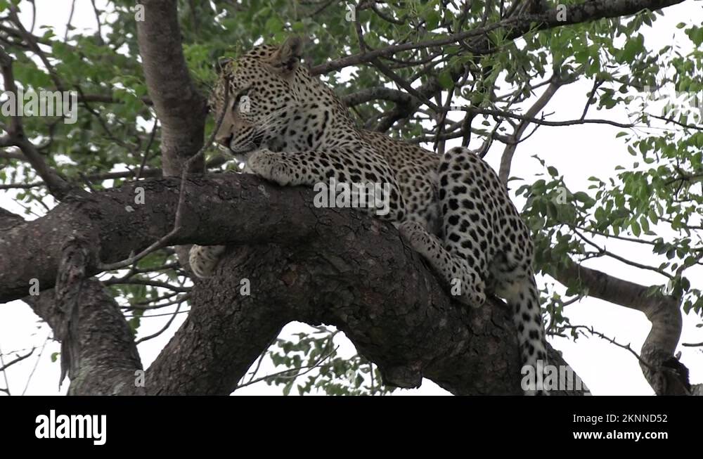 Leopard close up view Stock Videos & Footage - HD and 4K Video Clips ...