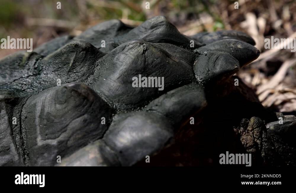 Snapping turtle shell Stock Videos & Footage - HD and 4K Video Clips ...