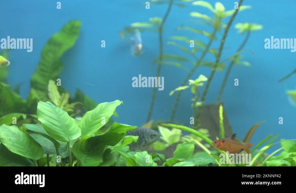 Deep water tropical fish Stock Videos & Footage - HD and 4K Video Clips ...