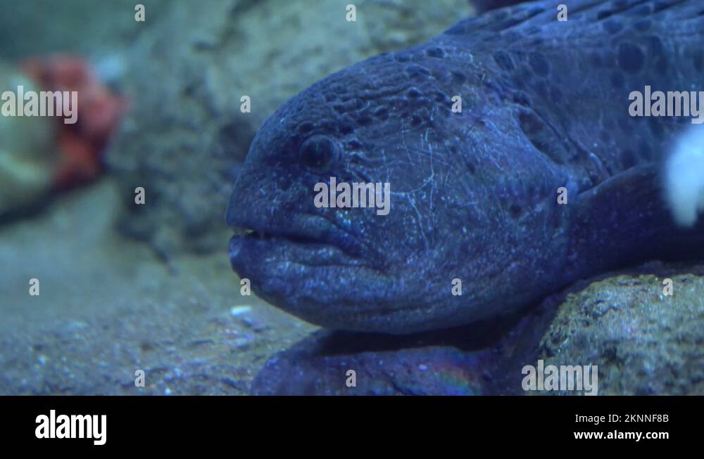 Sea eel Stock Videos & Footage - HD and 4K Video Clips - Alamy