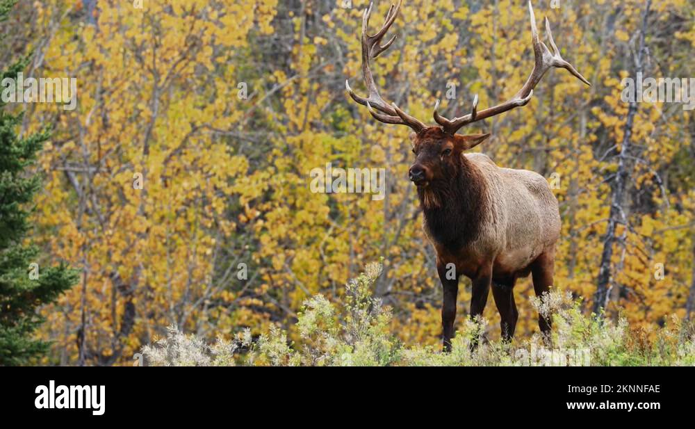 Adult bull elk Stock Videos & Footage - HD and 4K Video Clips - Alamy