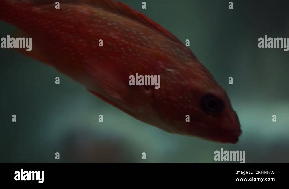 Red fish swimming Stock Videos & Footage - HD and 4K Video Clips - Alamy