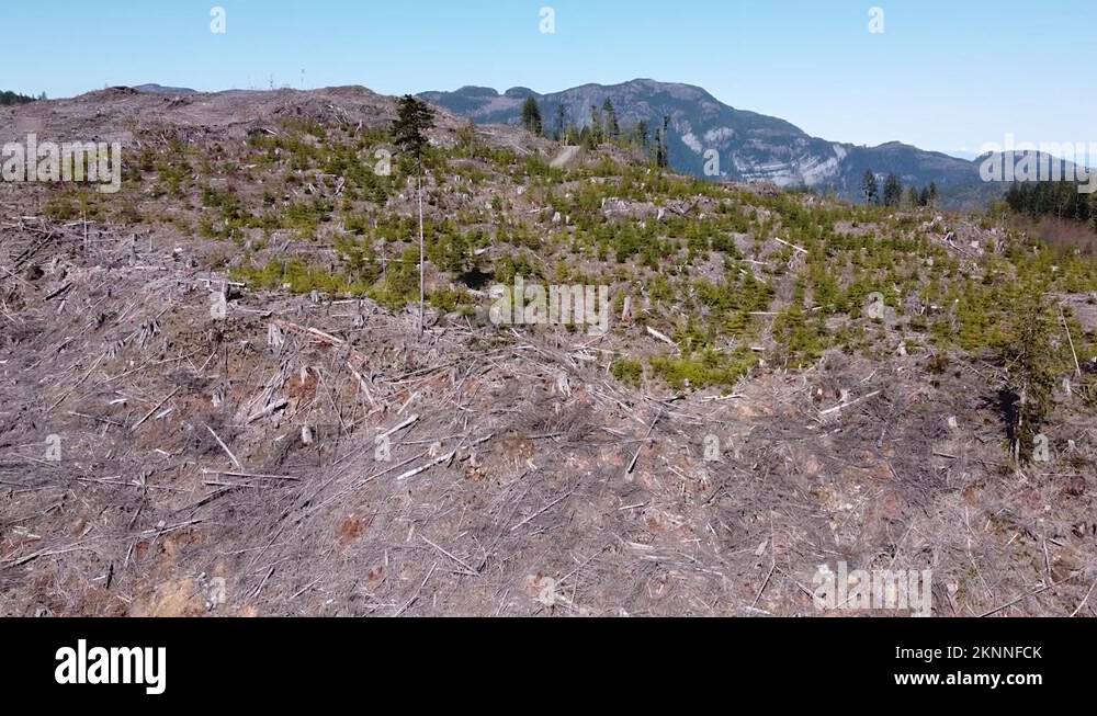 Wood product canada Stock Videos & Footage - HD and 4K Video Clips - Alamy