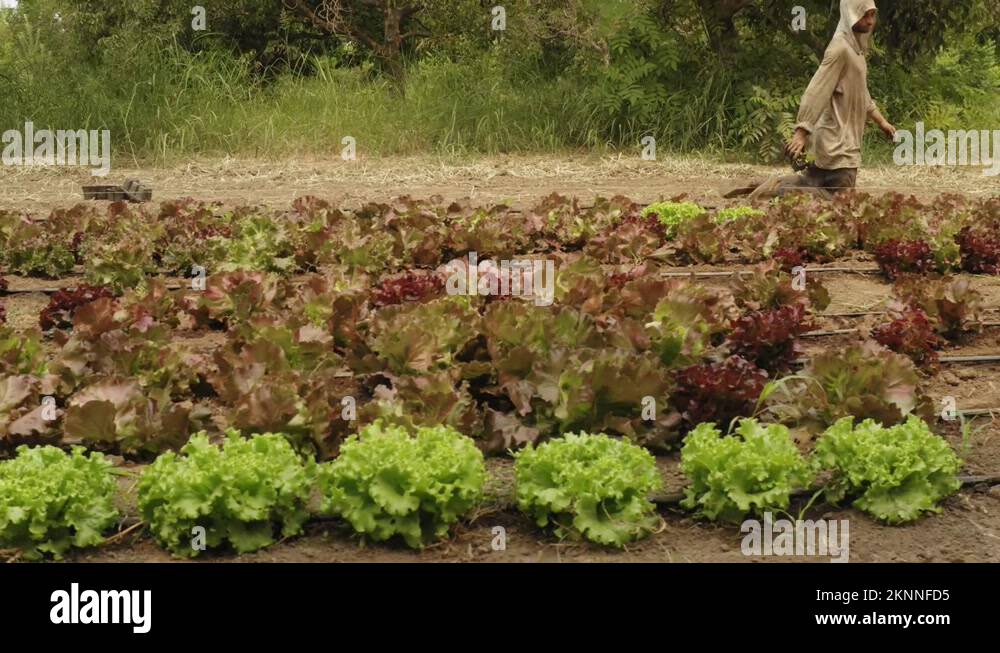 Open pollination Stock Videos & Footage - HD and 4K Video Clips - Alamy