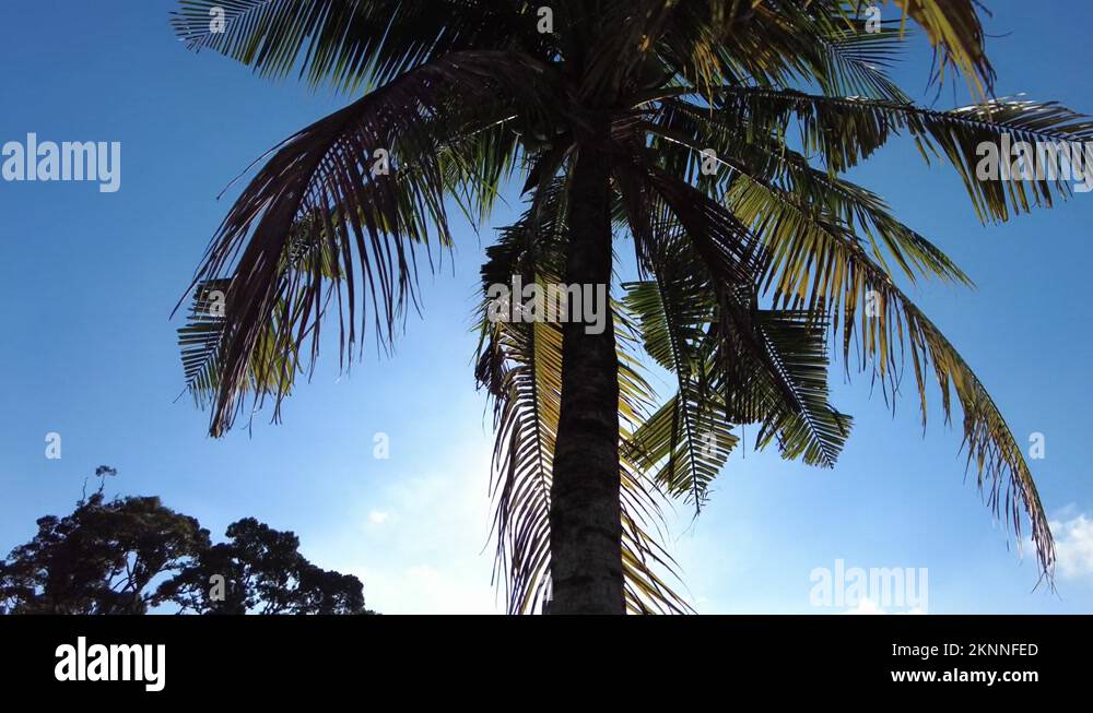 Tilt up coconut tree with back light of sun in morning Stock Video ...