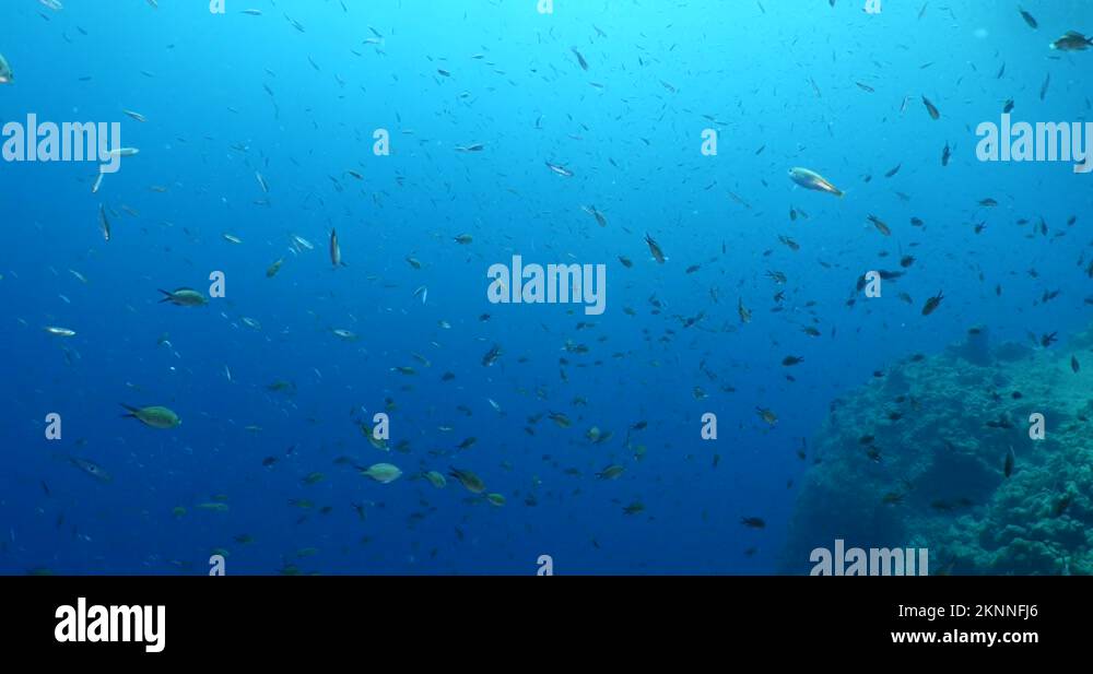 fish school together mediterranean sea blue water ocean scenery ...