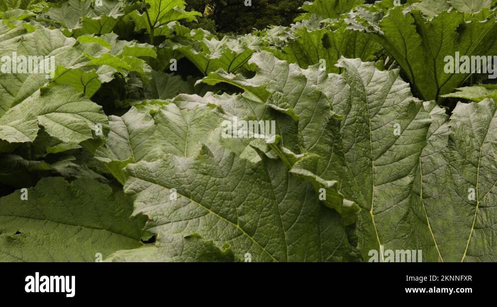Giant gunnera plants in Stock Videos & Footage - HD and 4K Video Clips ...
