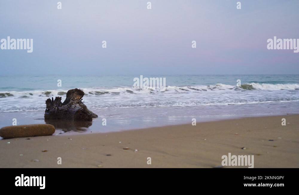 Stone tree stump Stock Videos & Footage - HD and 4K Video Clips - Alamy