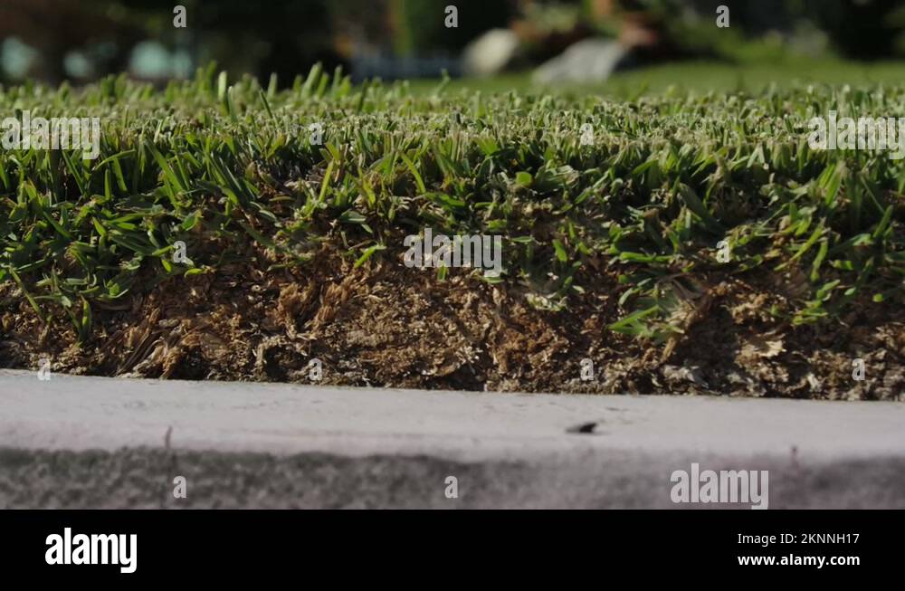 Thatch build-up on St. Augustine lawn grass, example of heavy lawn ...