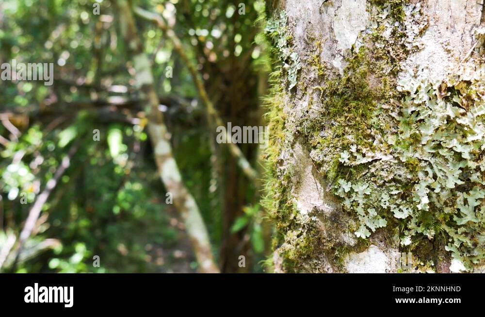 Backdrop of mossy trees Stock Videos & Footage - HD and 4K Video Clips ...