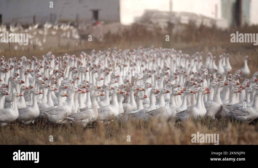 One poultry Stock Videos & Footage - HD and 4K Video Clips - Alamy