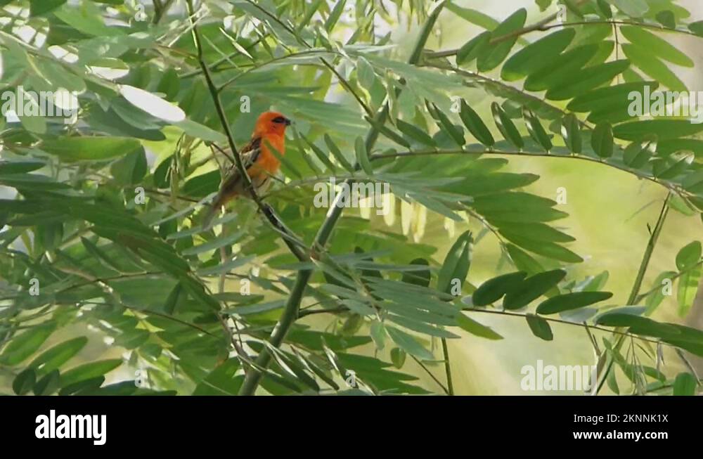 Madagascar bird Stock Videos & Footage - HD and 4K Video Clips - Alamy