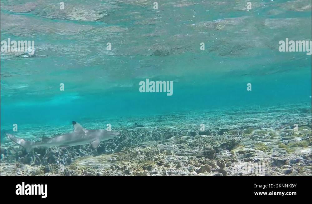 Tip of australia Stock Videos & Footage - HD and 4K Video Clips - Alamy