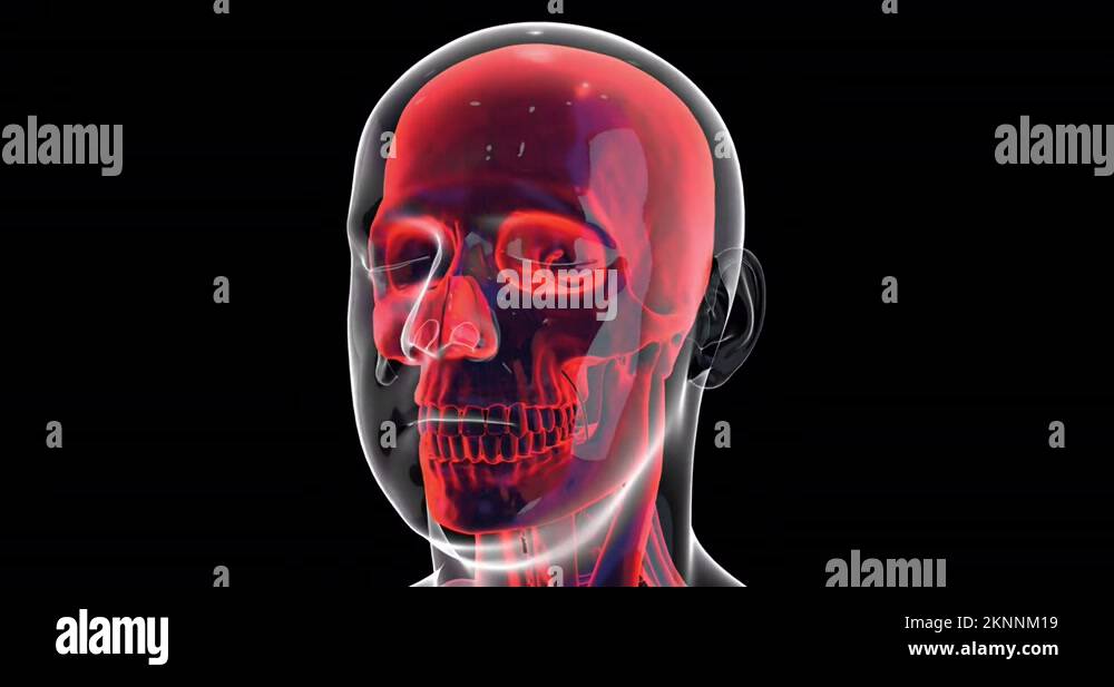 Flashing X-Ray Layers Of Human Skull 3D Animation Stock Video Footage ...