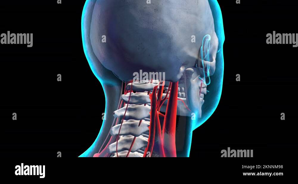 Rotating human skull Stock Videos & Footage - HD and 4K Video Clips - Alamy