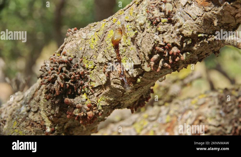 Mastic island Stock Videos & Footage - HD and 4K Video Clips - Alamy