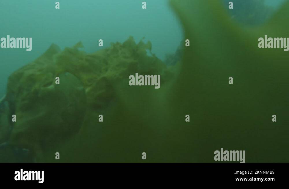 Deep sea scuba diving in the Pacific Ocean. Scuba Diver in silhouette ...