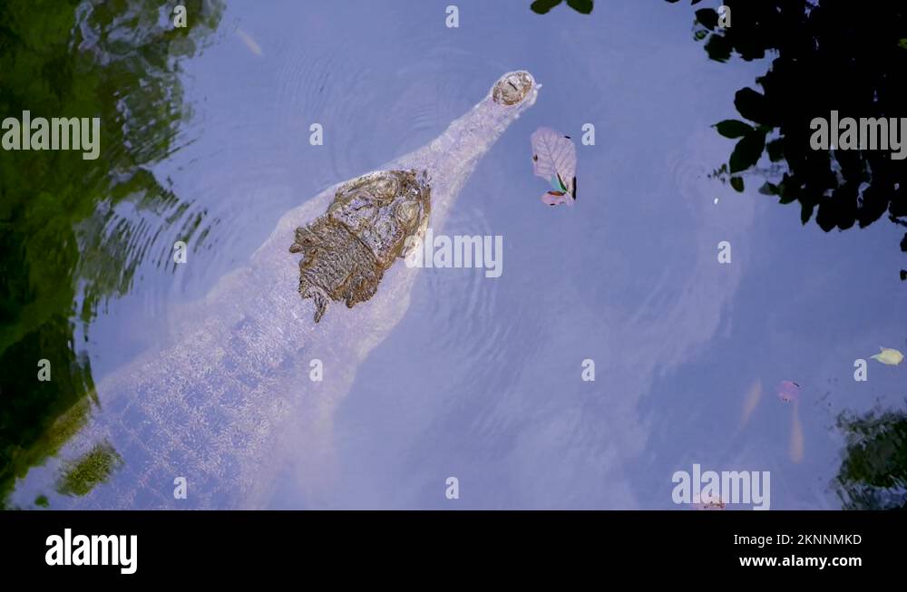 Top view crocodile head Stock Videos & Footage - HD and 4K Video Clips ...