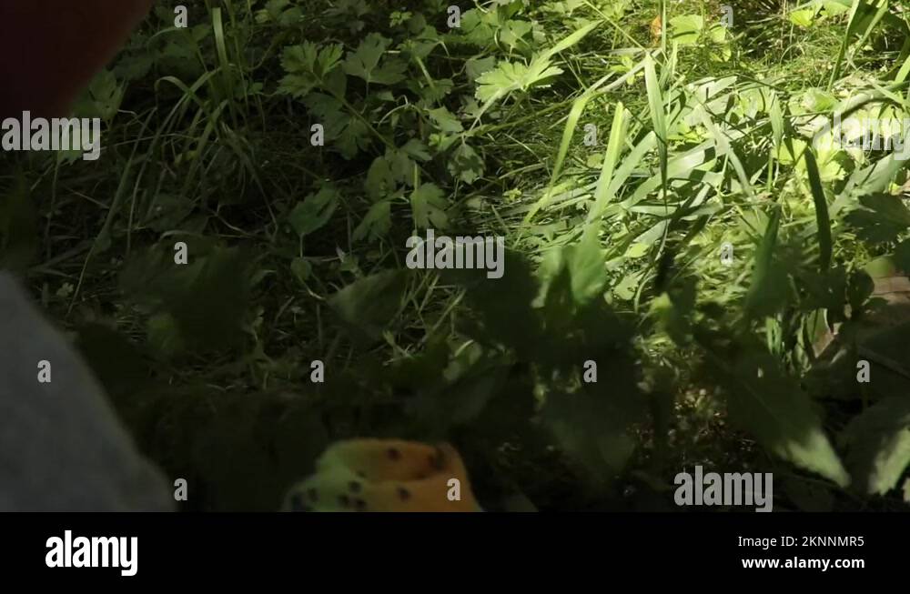 Pick greenery Stock Videos & Footage - HD and 4K Video Clips - Alamy