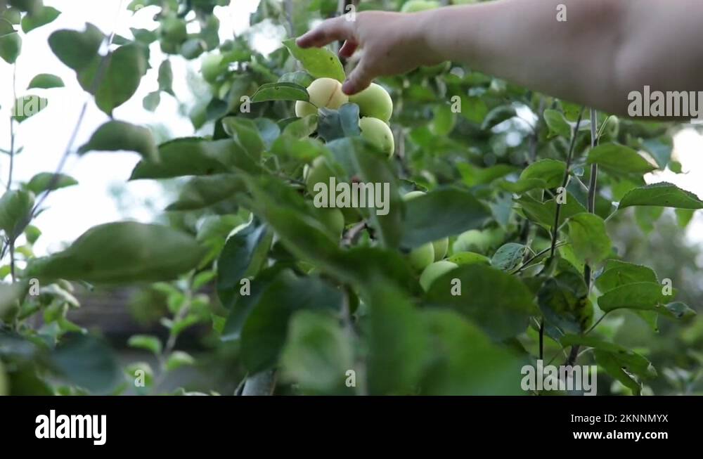 40 fruit tree Stock Videos & Footage - HD and 4K Video Clips - Alamy