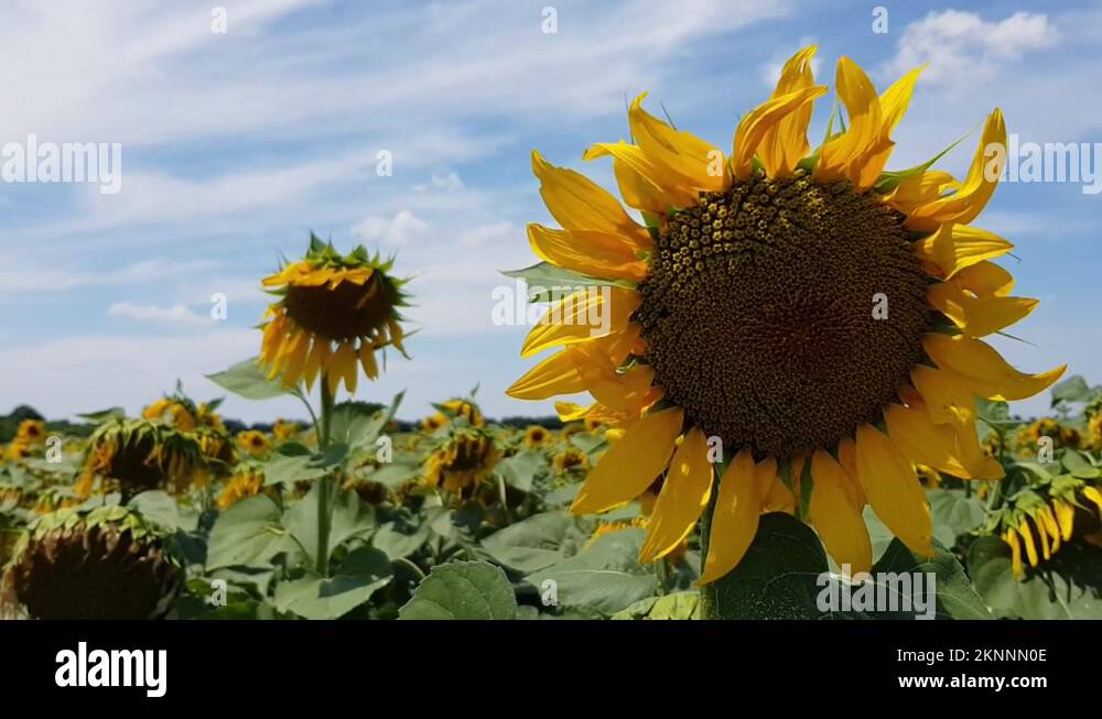 Drooping sunflower Stock Videos & Footage - HD and 4K Video Clips - Alamy
