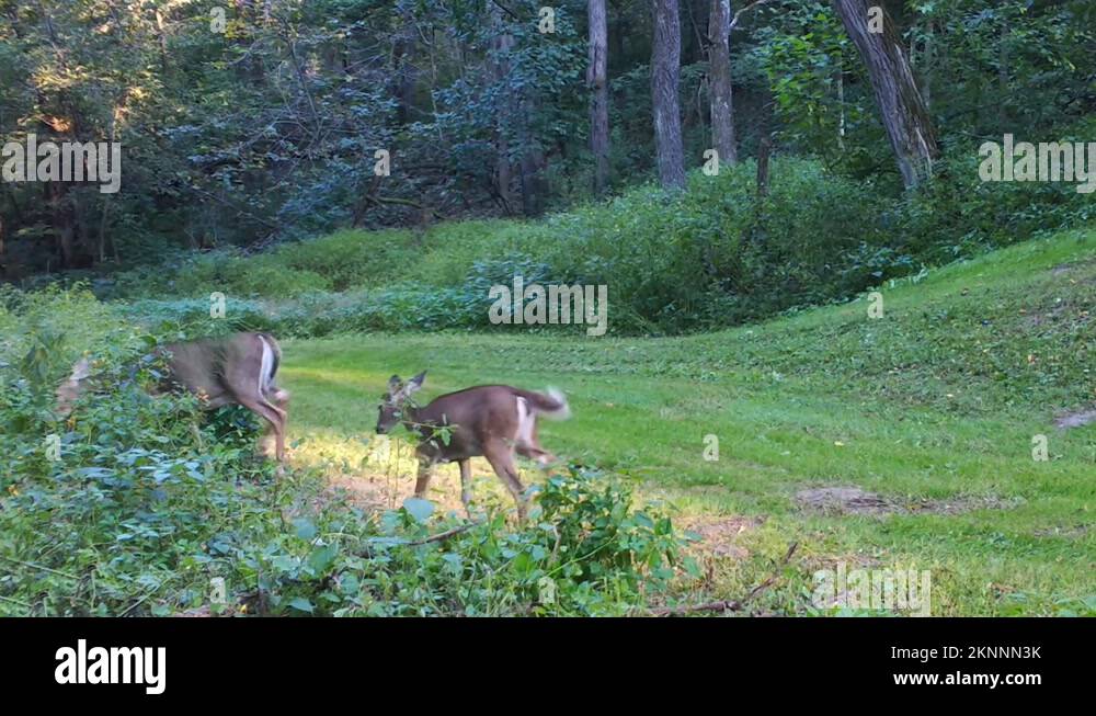 Three dear Stock Videos & Footage - HD and 4K Video Clips - Alamy