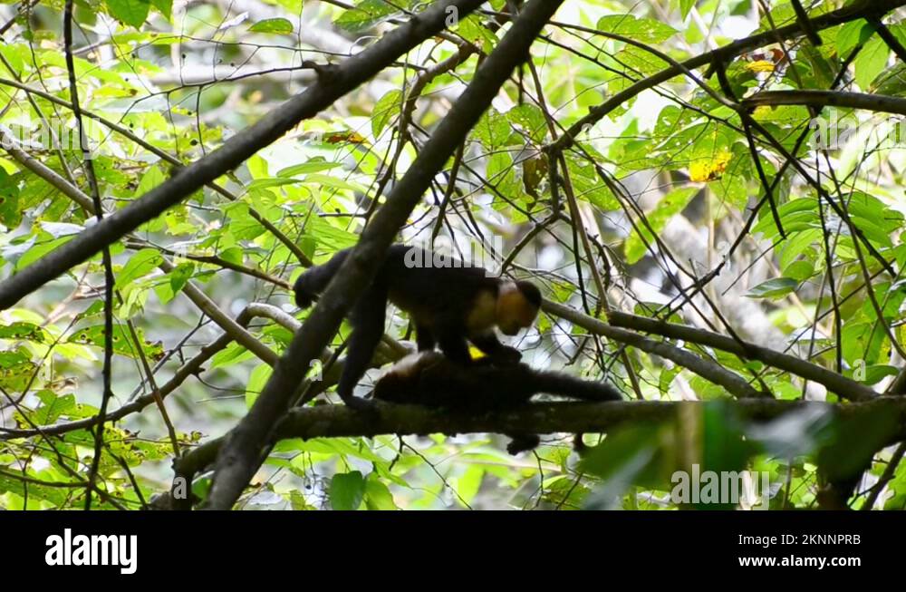Two white faced Panamanian capuchin monkeys picking lice from each ...