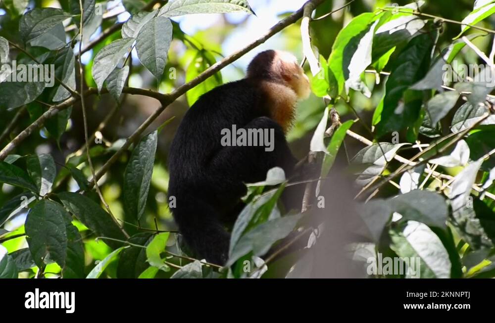 Adult white faced capuchin monkey from its side sitting on a thin ...