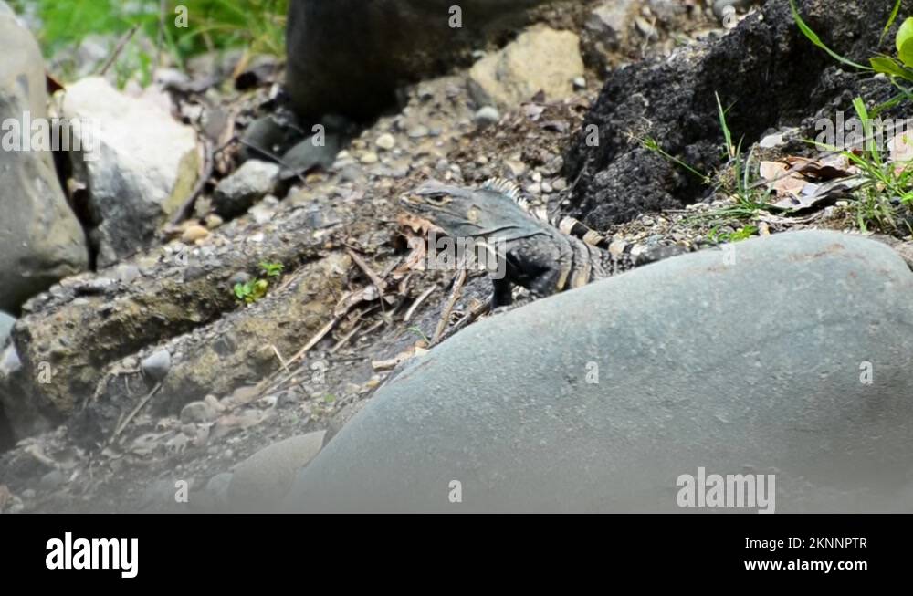 Black iguana sitting on a round grey rock at the rocky shore of the ...