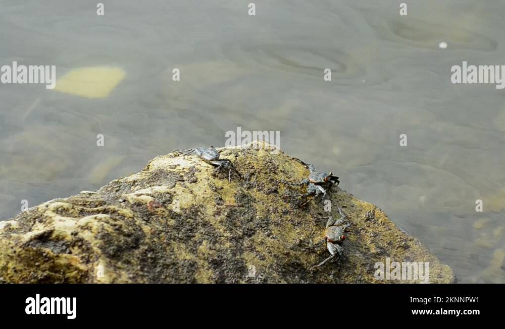 Costa rican seafood Stock Videos & Footage - HD and 4K Video Clips - Alamy