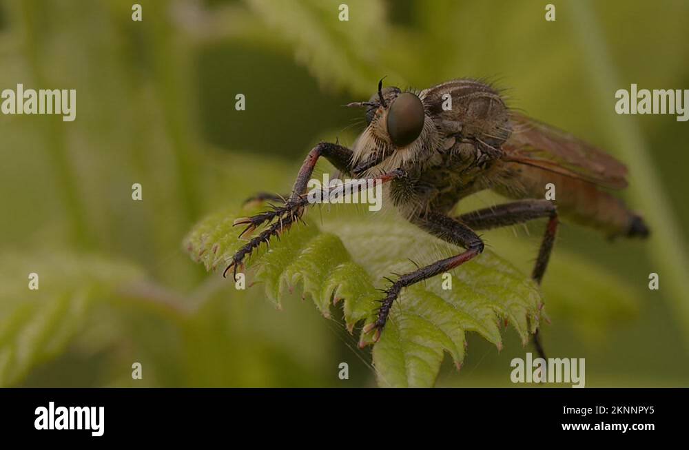 Robber fly Stock Videos & Footage - HD and 4K Video Clips - Alamy