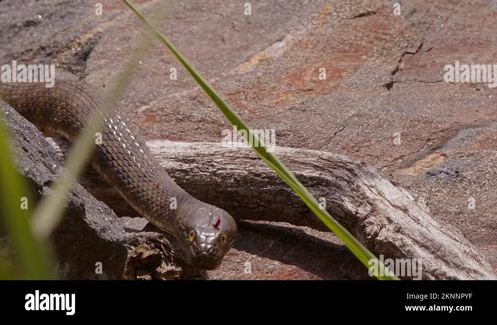 A large Grass Snake, aka Water Snake, Natrix natrix slithers down some ...