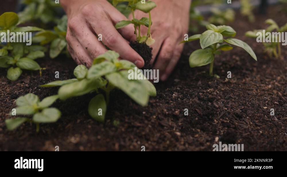 Self planting Stock Videos & Footage - HD and 4K Video Clips - Alamy