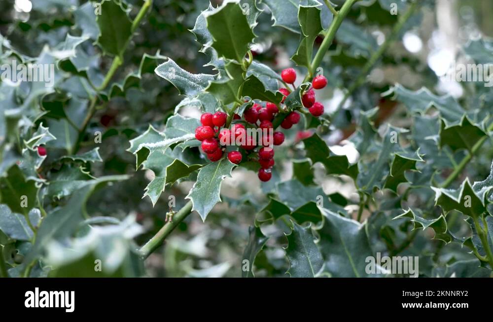 Holly tree branch Stock Videos & Footage - HD and 4K Video Clips - Alamy