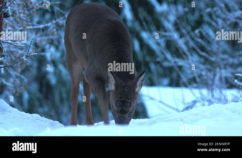 Animal scratch Stock Videos & Footage - HD and 4K Video Clips - Alamy