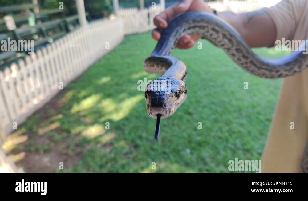 Bahamas snake Stock Videos & Footage - HD and 4K Video Clips - Alamy