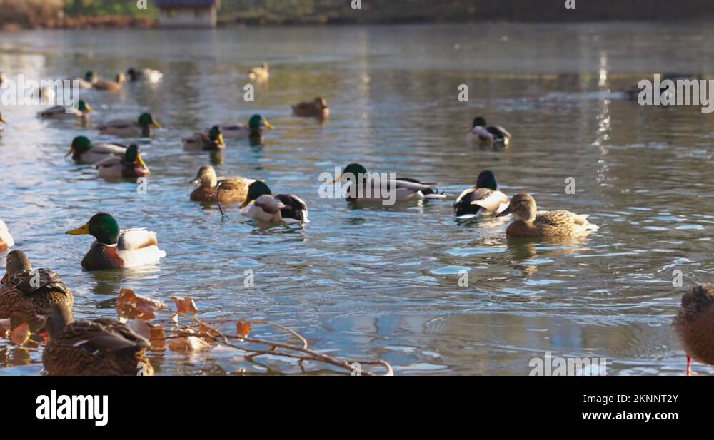 Wild Birds, Ducks and Drakes in Water on the Pond in the Slow motion ...