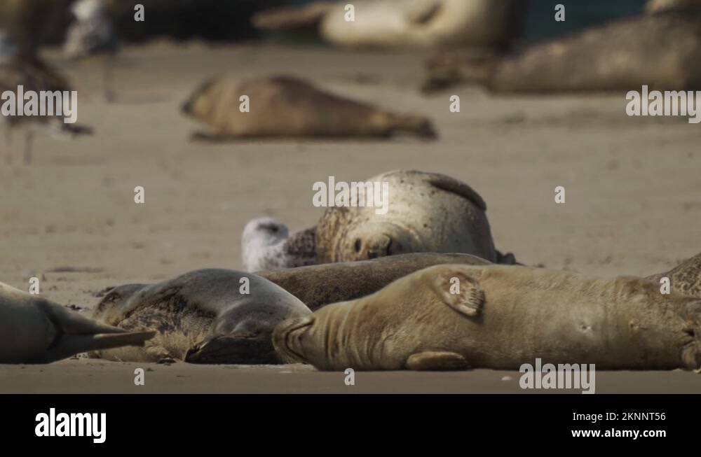 Common seals at beach Stock Videos & Footage - HD and 4K Video Clips ...