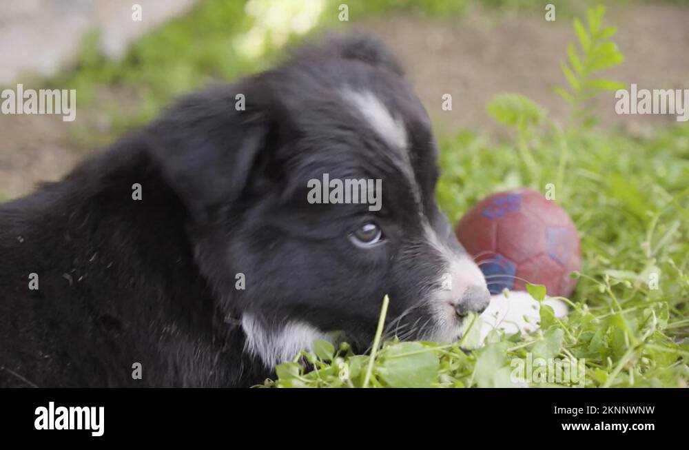 A cute little puppy plays with a ball and glances at the camera, then ...