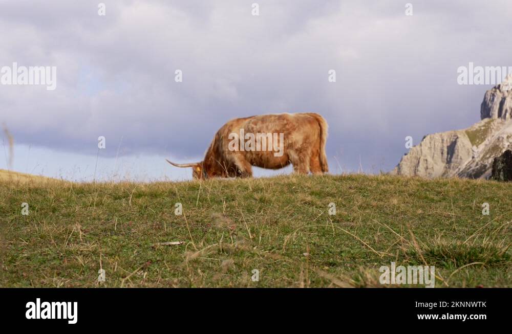 Young jak Stock Videos & Footage - HD and 4K Video Clips - Alamy