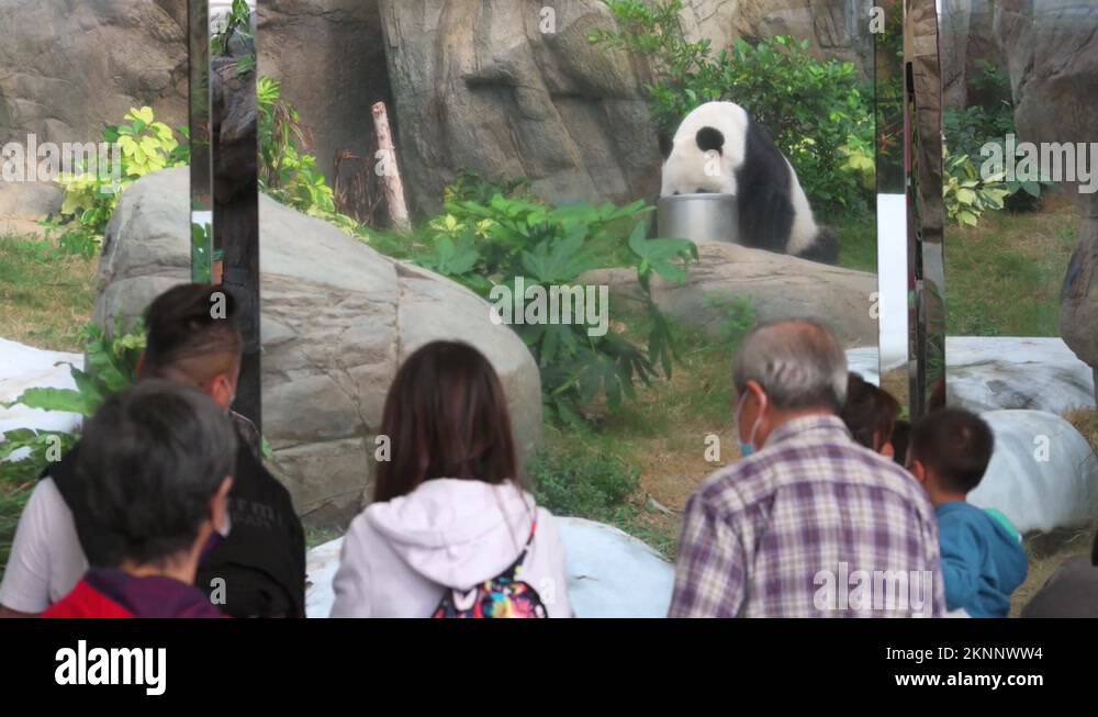 Visitors look at an endangered Giant Panda, also known as the panda ...