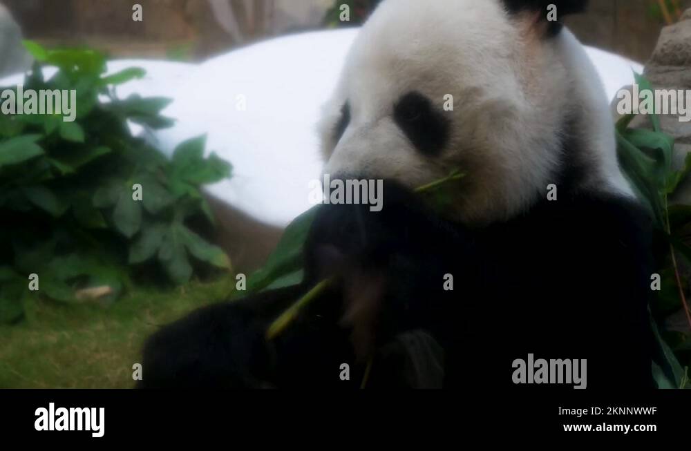 Native china Stock Videos & Footage - HD and 4K Video Clips - Alamy