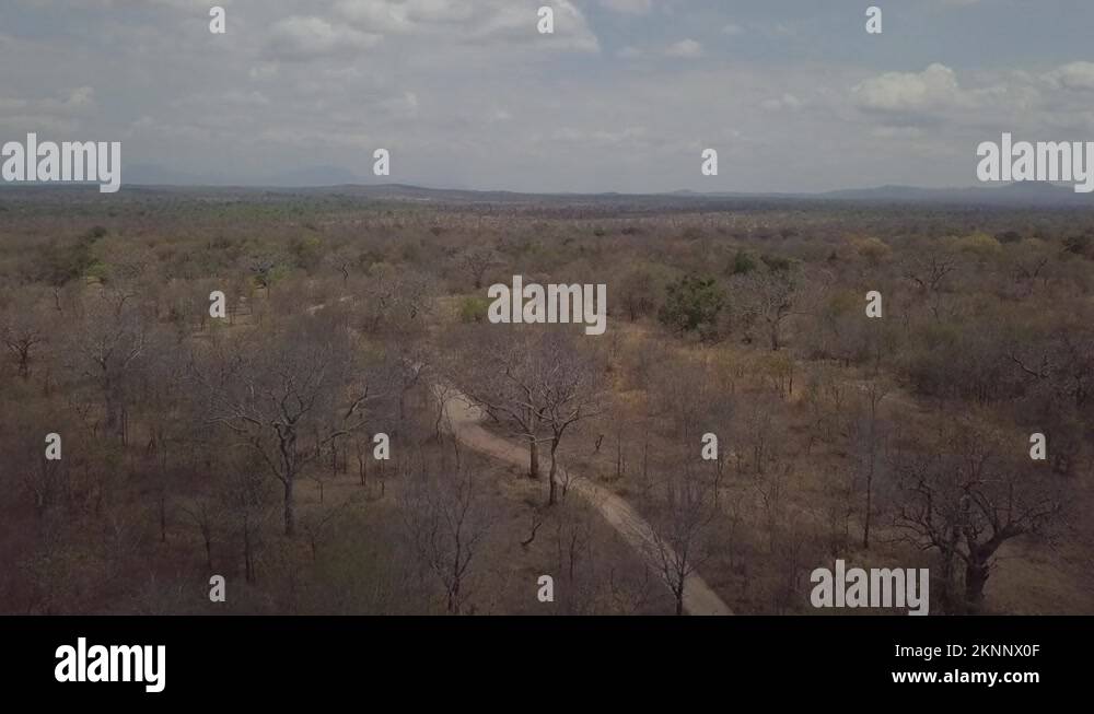 Dry open forest Stock Videos & Footage - HD and 4K Video Clips - Alamy