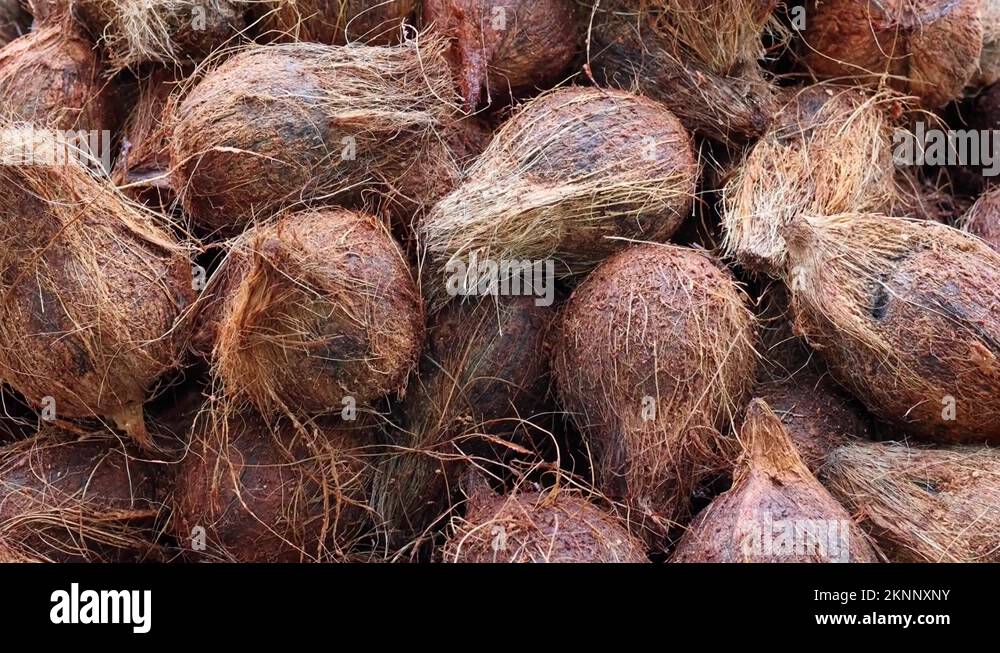Pile of coconuts, on display on a market stall. Tilt shot Stock Video ...