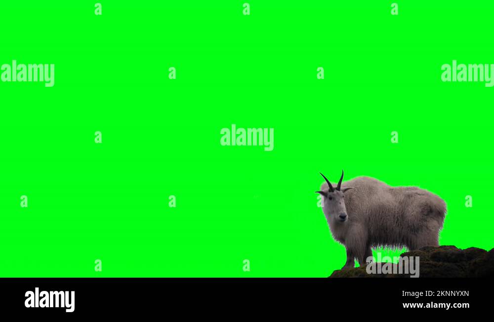 Screen goat Stock Videos & Footage - HD and 4K Video Clips - Alamy