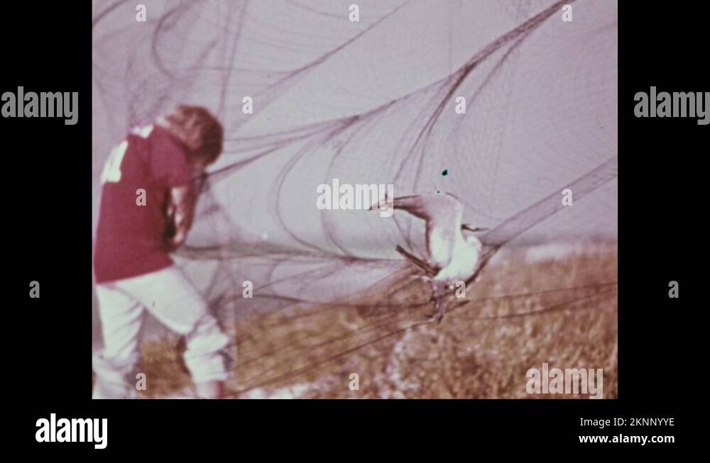 1970s: Person helps bird caught in net. Coastal city. Wetlands. Bridge ...