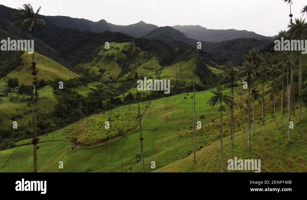 Diverse ecosystem forest Stock Videos & Footage - HD and 4K Video Clips ...