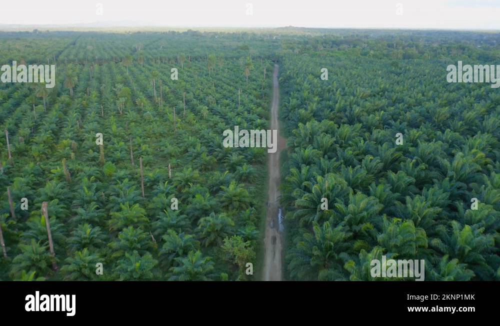 Commercial plantation Stock Videos & Footage - HD and 4K Video Clips - Alamy